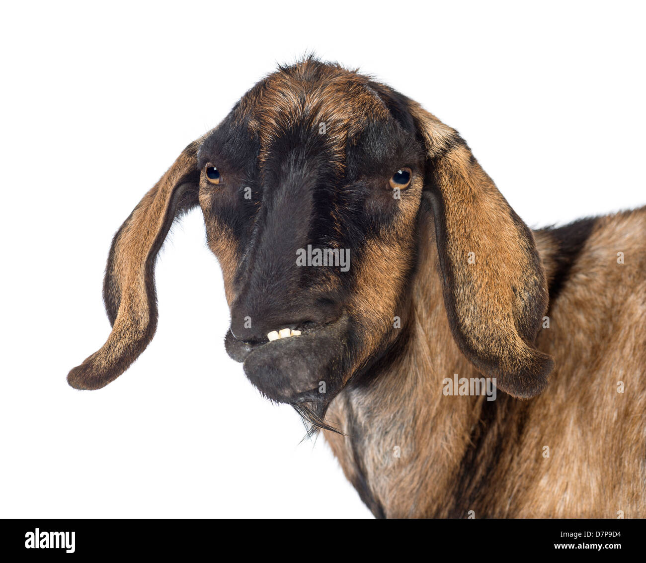 Anglo nubian goat distorted jaw looking hi-res stock photography and ...