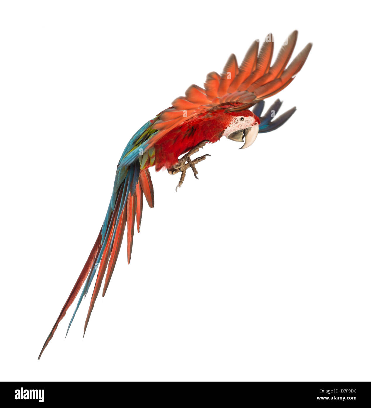 Open winged bird hi-res stock photography and images - Alamy