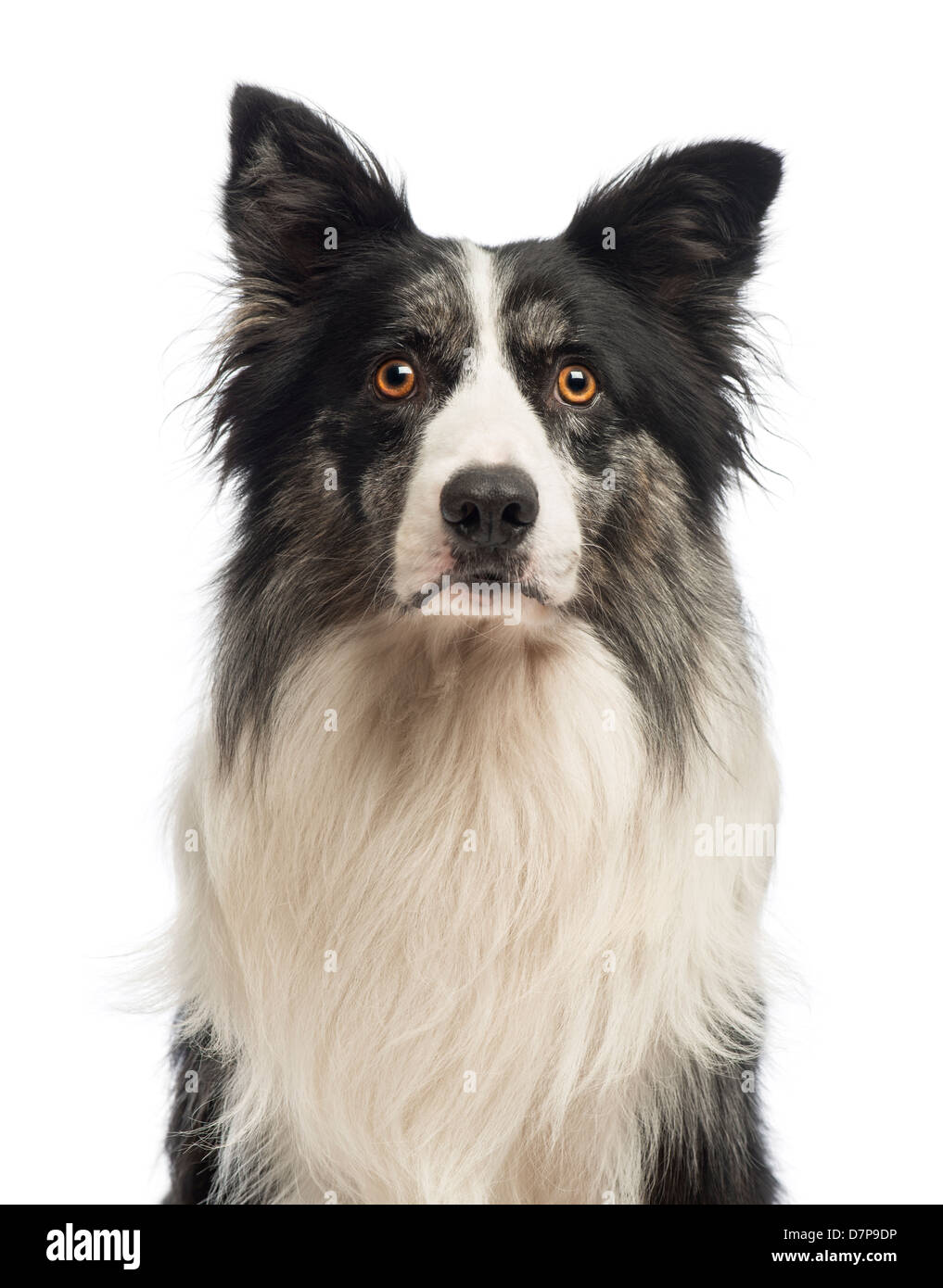 Close-up of a Border Collie, 8.5 years old, against white background ...