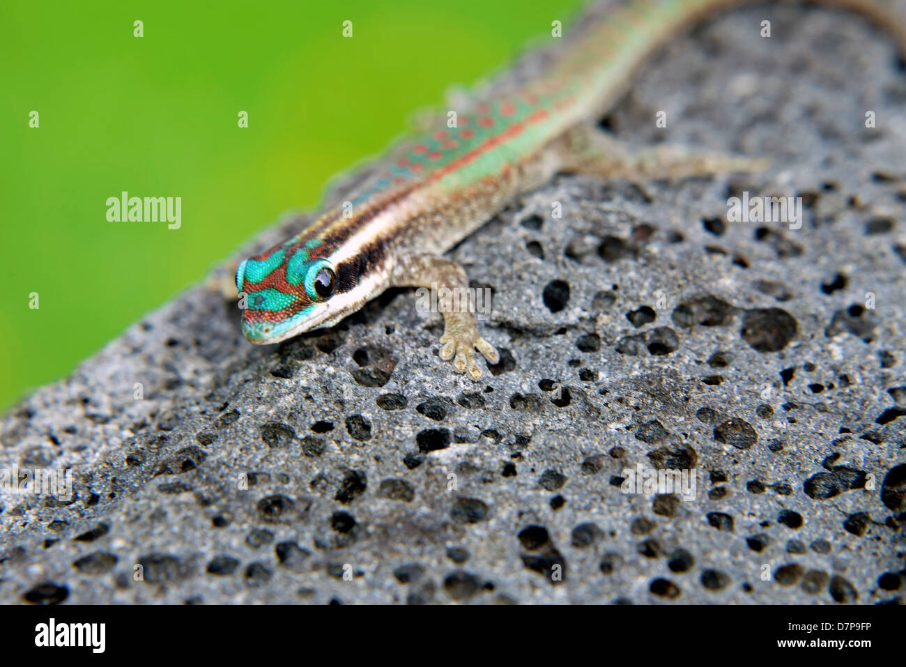 A colorful day gecko, colorful lizard Stock Photo - Alamy