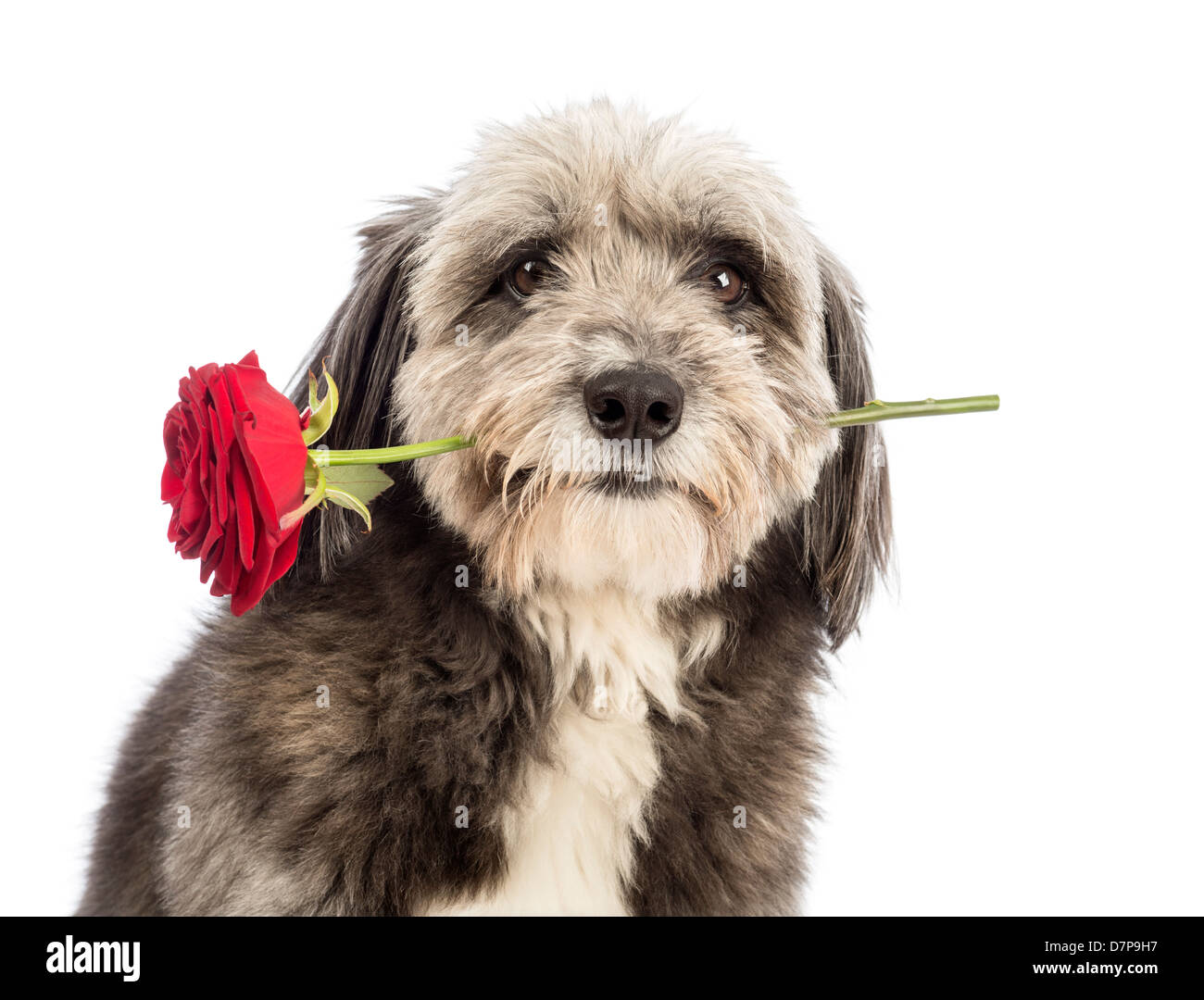 Dog holding a rose hi-res stock photography and images - Alamy