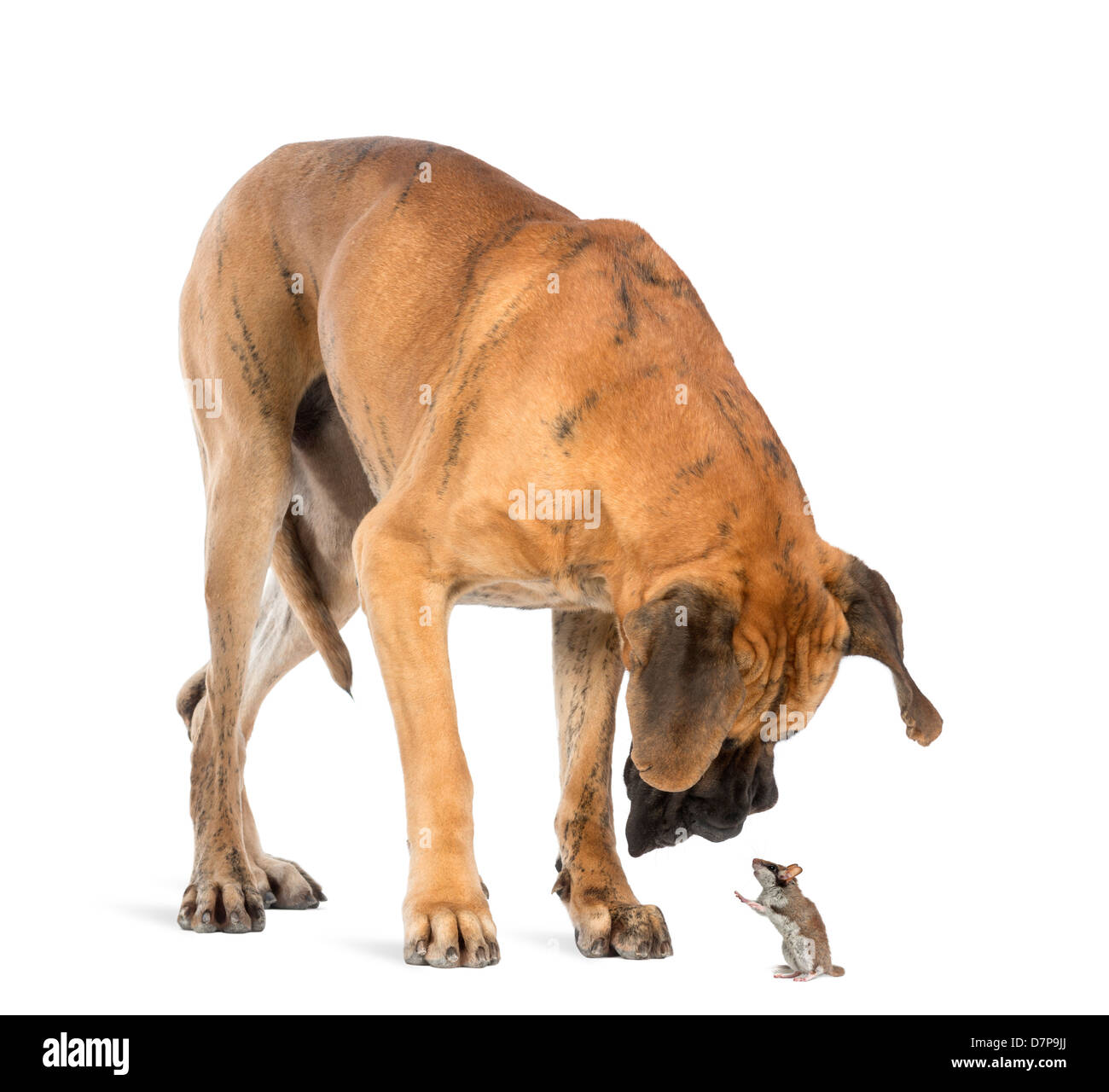 Great Dane looking at a mouse standing up against white background ...