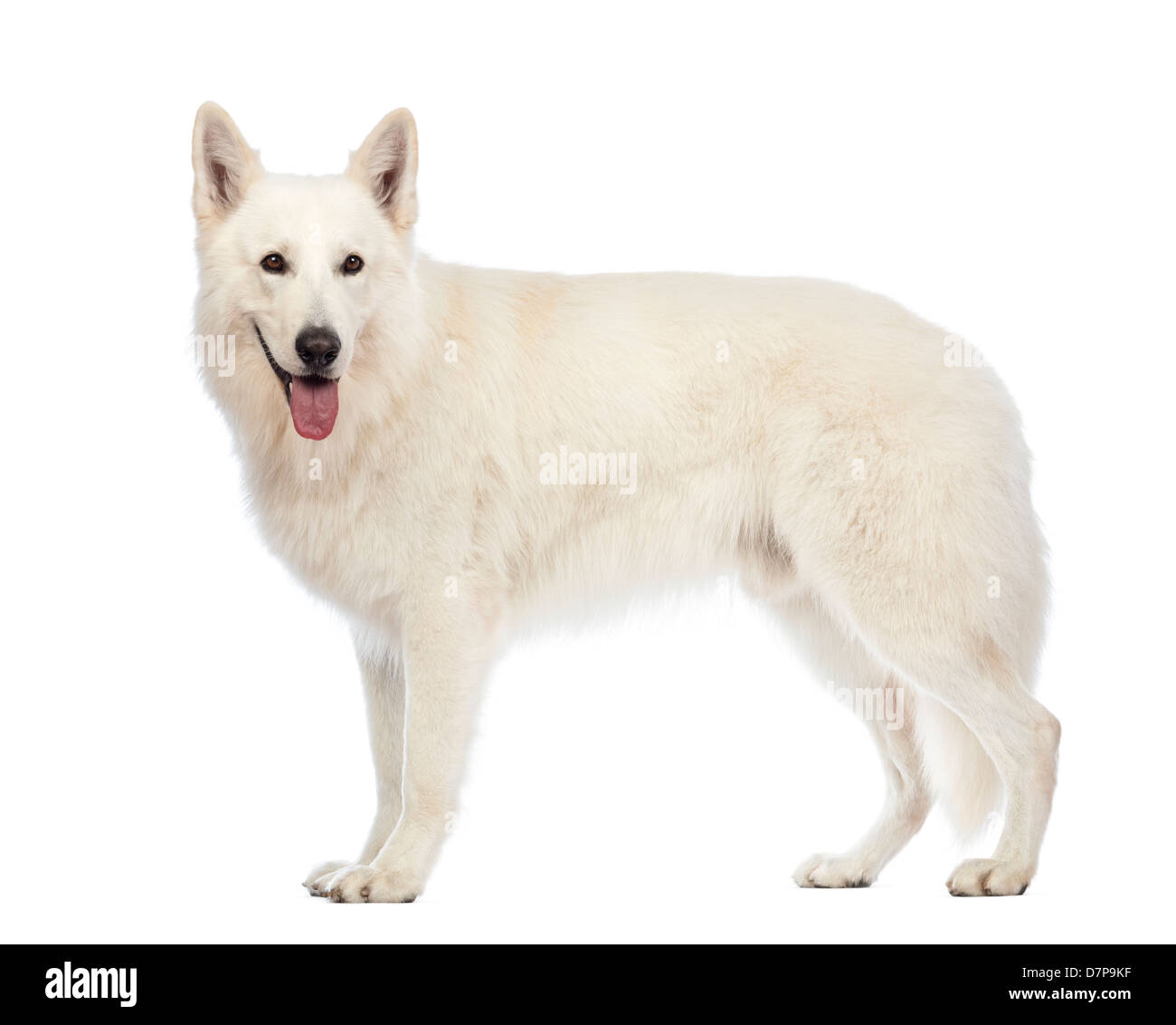 Side view of a Swiss Shepherd dog, 5 years old, in front of white ...