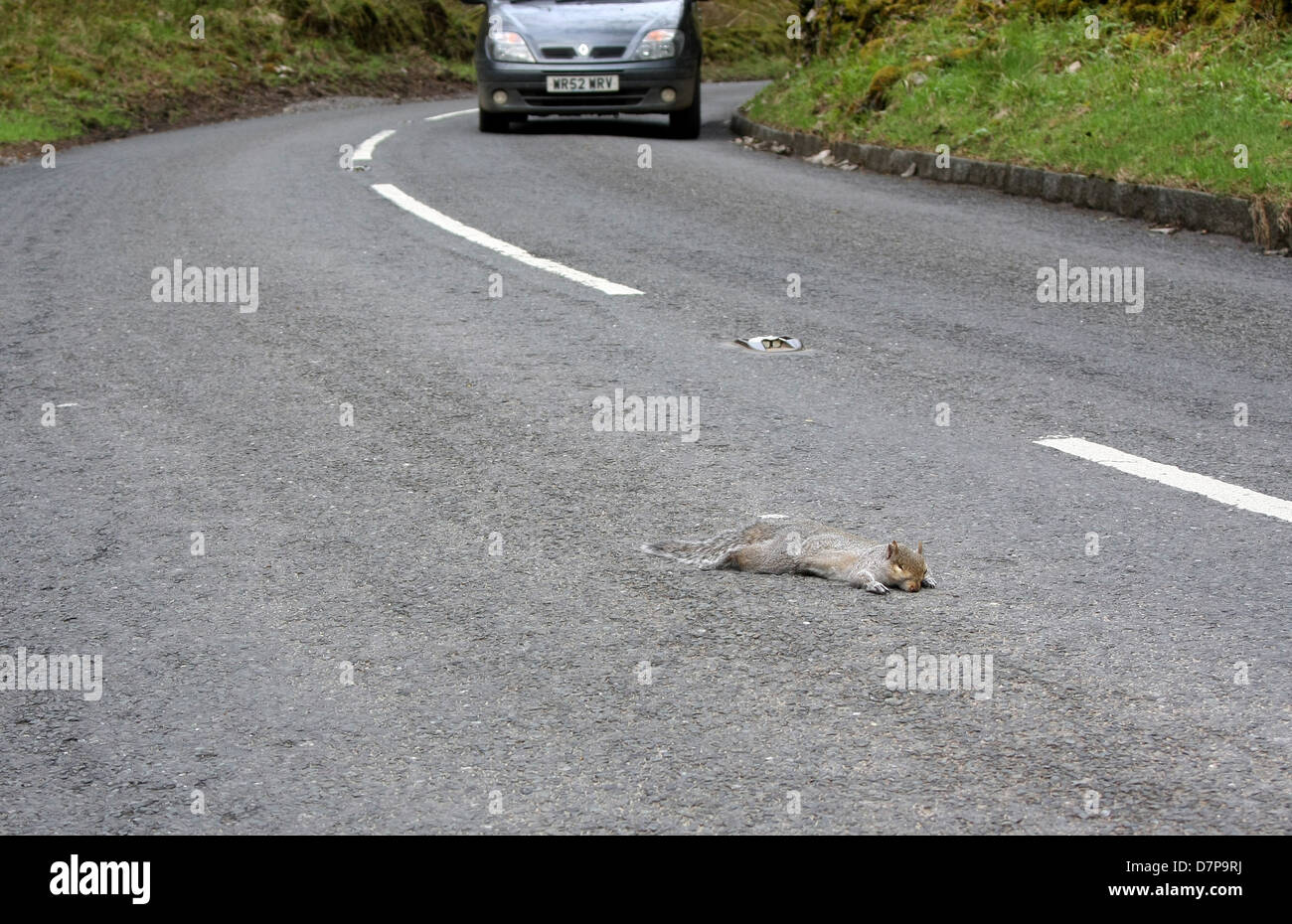 Roadkill - dead grey squirrel in the road of Cheddar gorge Somerset ...