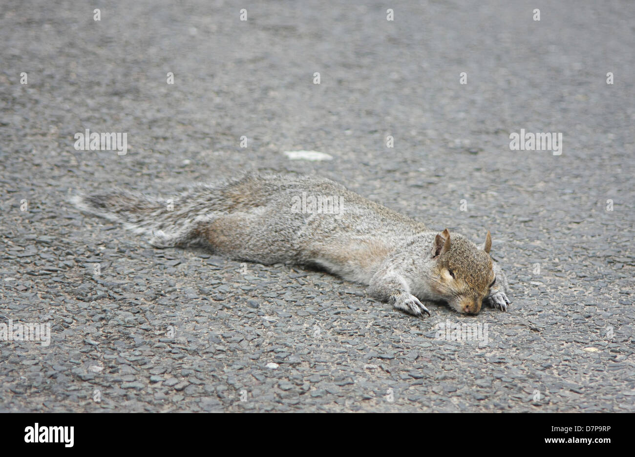 Roadkill - dead grey squirrel in the road of Cheddar gorge Somerset ...