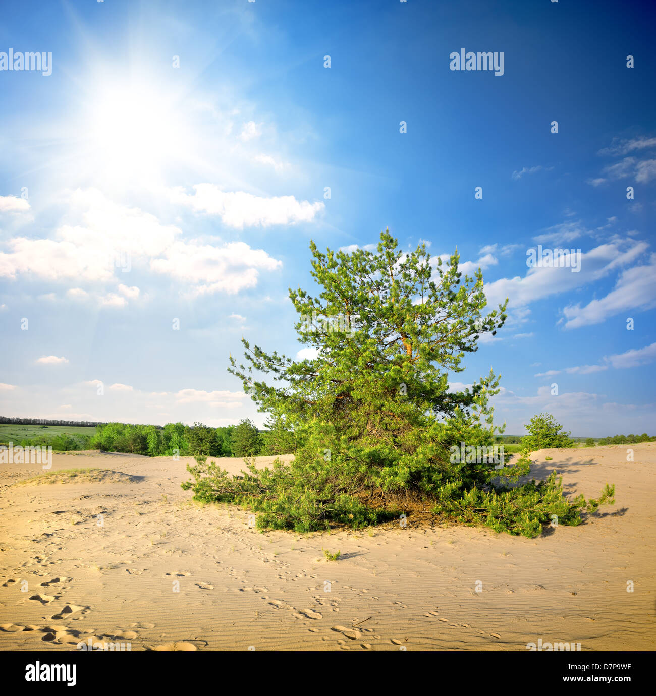 Green pine hi-res stock photography and images - Alamy