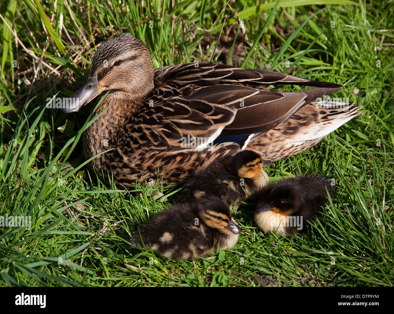 A family of ducks in Spring Stock Photo - Alamy