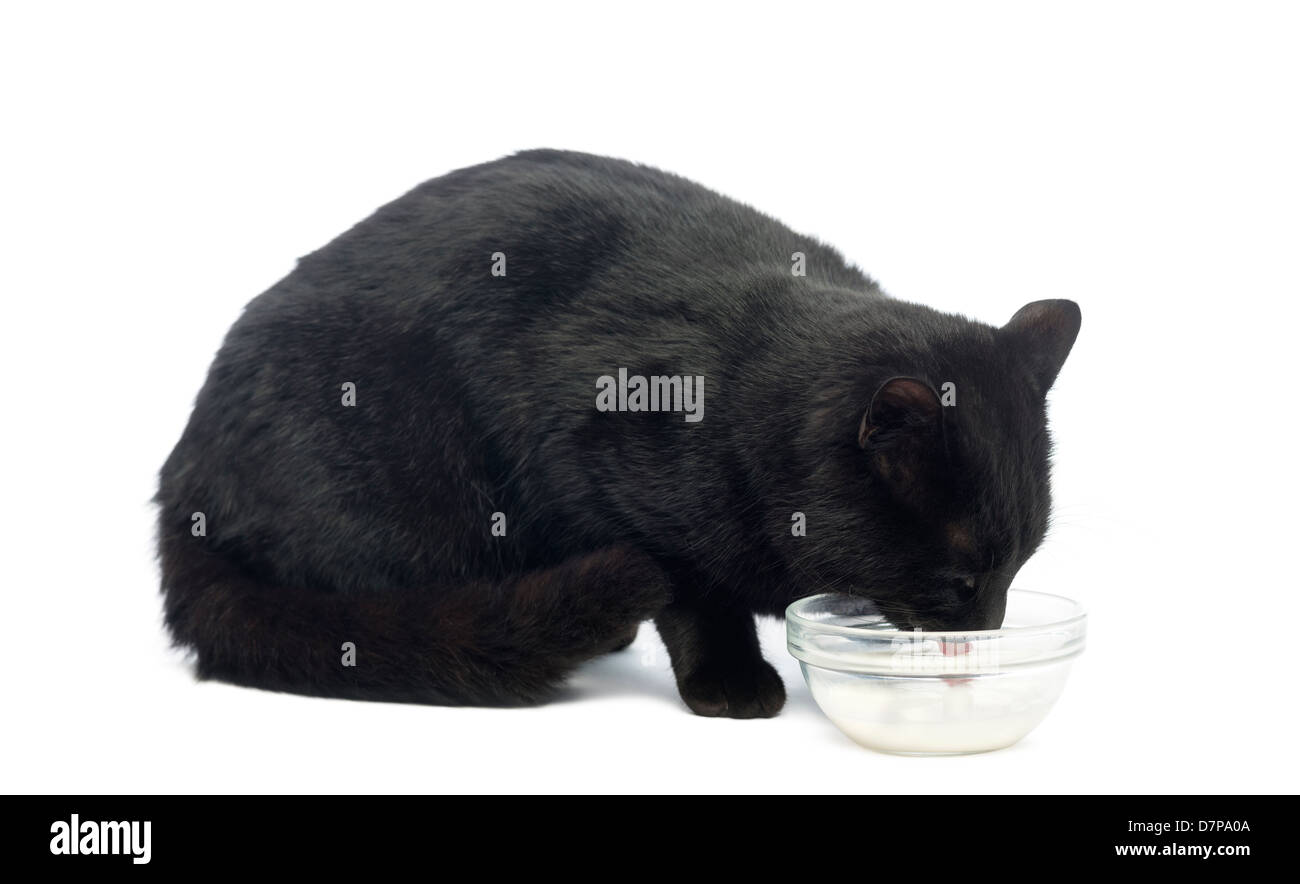 Black Cat Drinking Milk