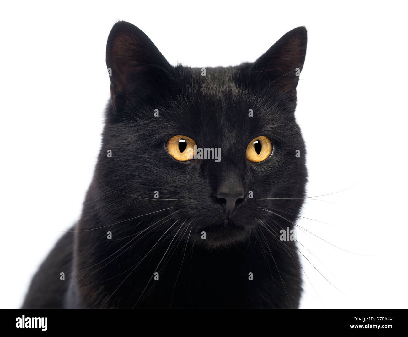 Black cat hi-res stock photography and images - Alamy