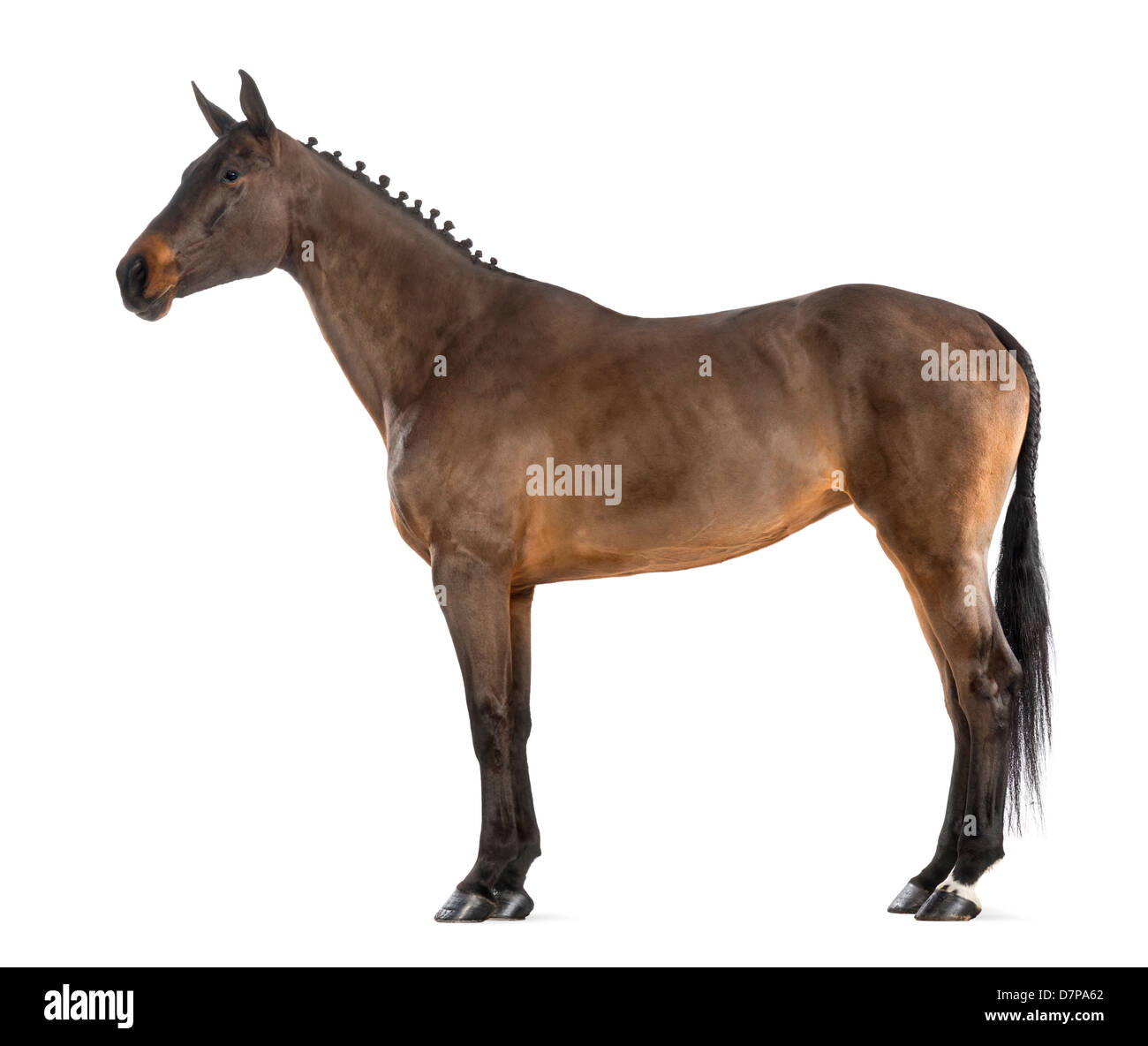 Horse mane braiding hi-res stock photography and images - Alamy