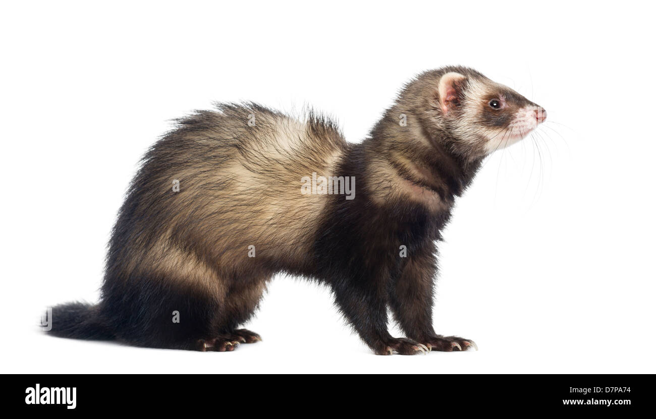 Side view of a Ferret, Mustela putorius furo, sitting against white ...
