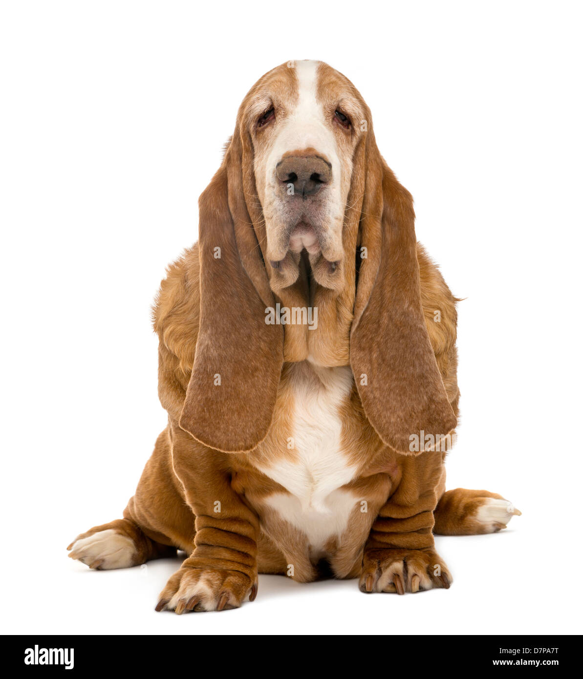 Dog in front old hi-res stock photography and images - Alamy