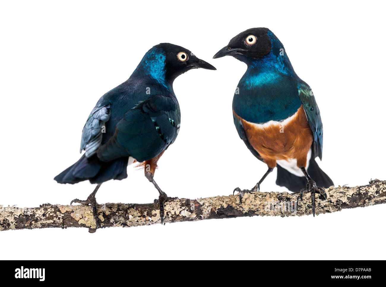 Two Superb Starlings on branch, Lamprotornis superbus, perched on a ...