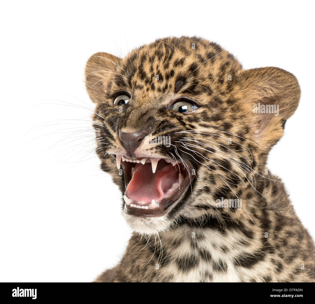 Spotted Leopard cub, Panthera pardus, 7 weeks old, roaring against ...