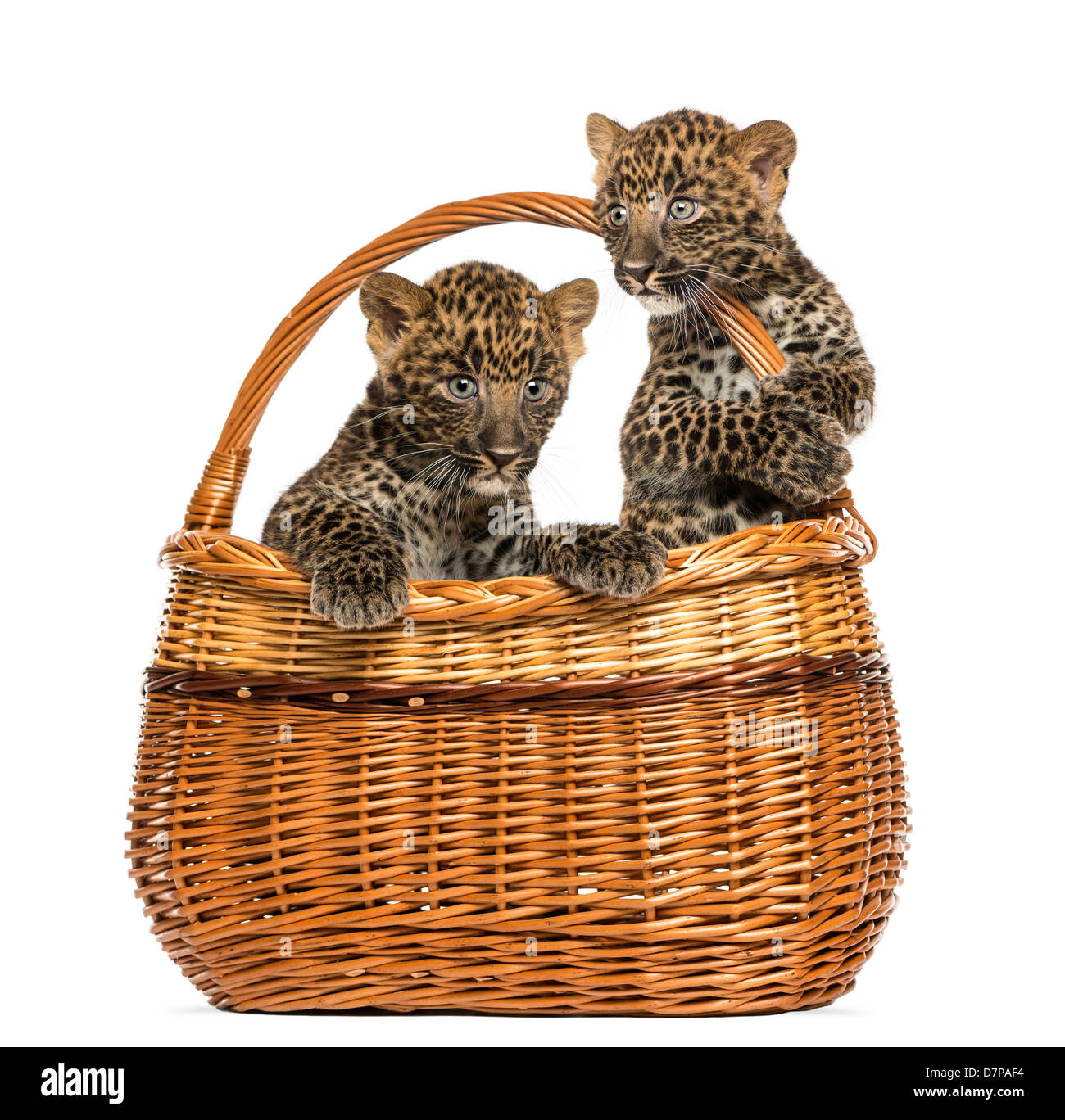 Two Spotted Leopard cubs, Panthera pardus, in wicker basket against ...
