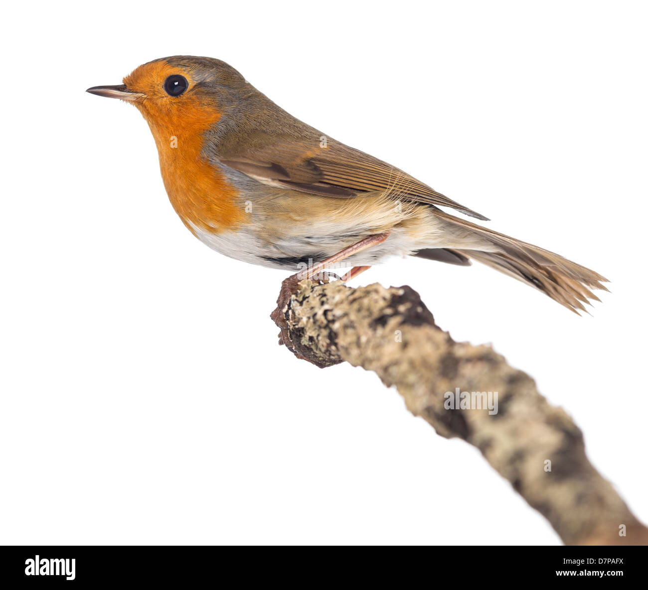 Robin red background hi-res stock photography and images - Alamy