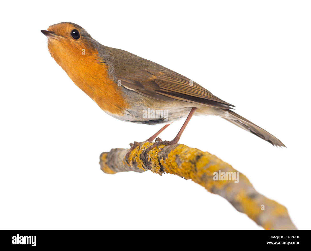 Robin white background hi-res stock photography and images - Alamy