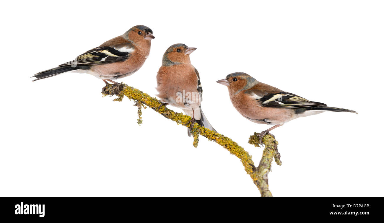 Chaffinches Cut Out Stock Images & Pictures - Alamy