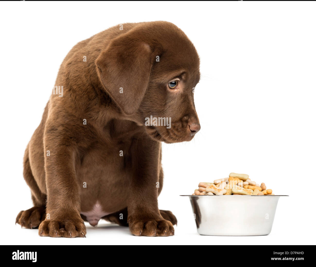 Labrador Retriever Puppy sitting with full dog bowl, 2 months old ...