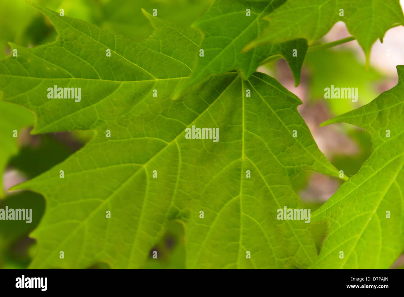 Spring texture hi-res stock photography and images - Alamy