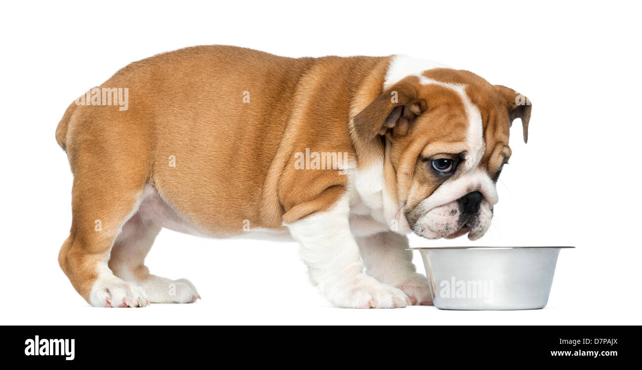 English bulldog standing side view hi-res stock photography and images ...