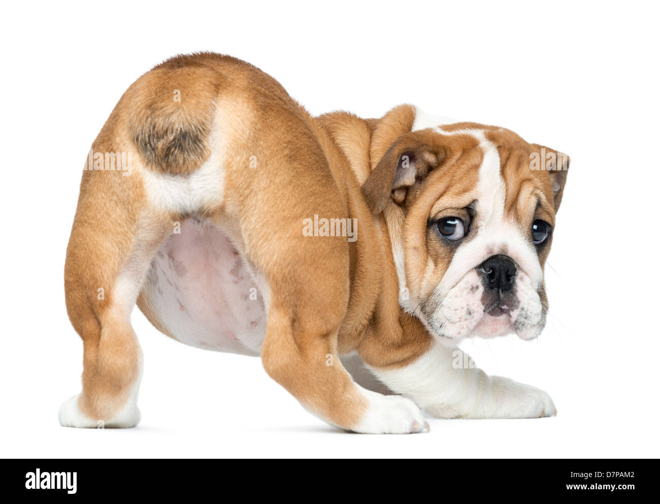 Rear view of an English Bulldog Puppy, 2 months old, looking around ...