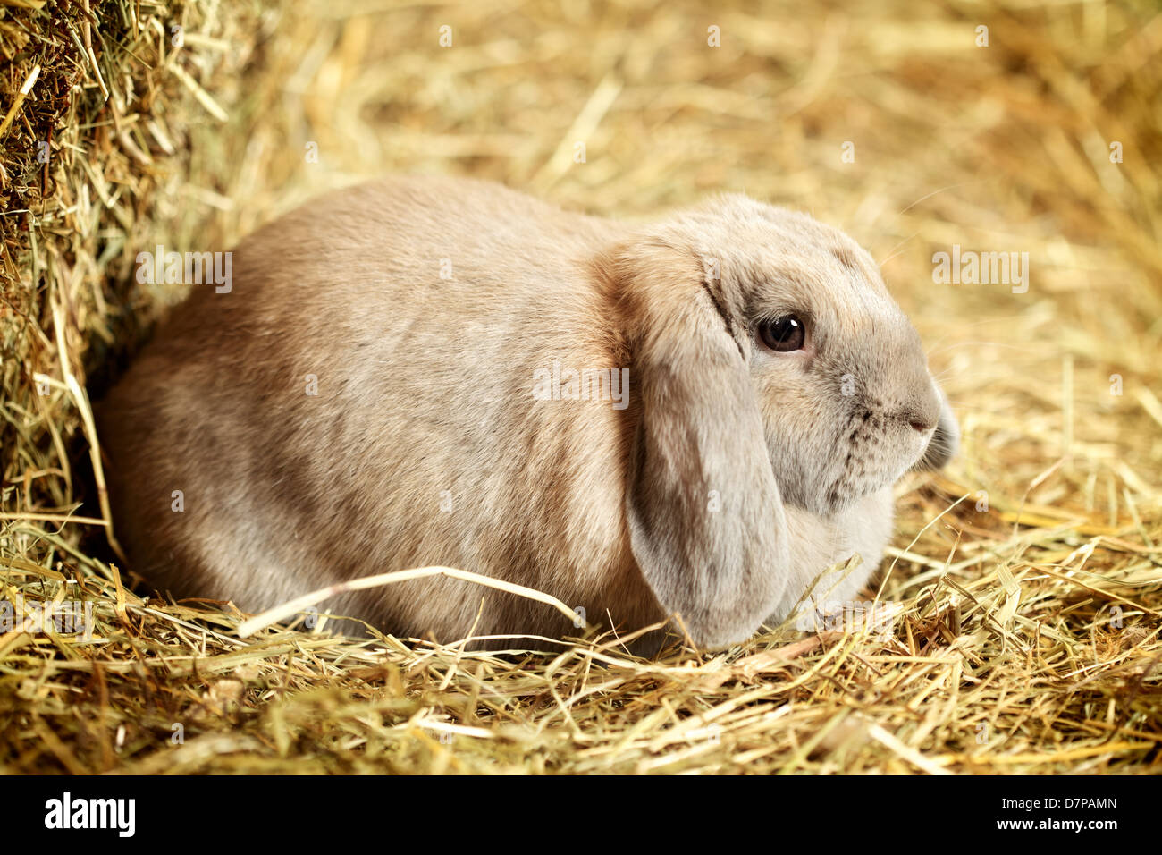 Lop eared dwarf rabbit domestic rabbit hi-res stock photography and ...