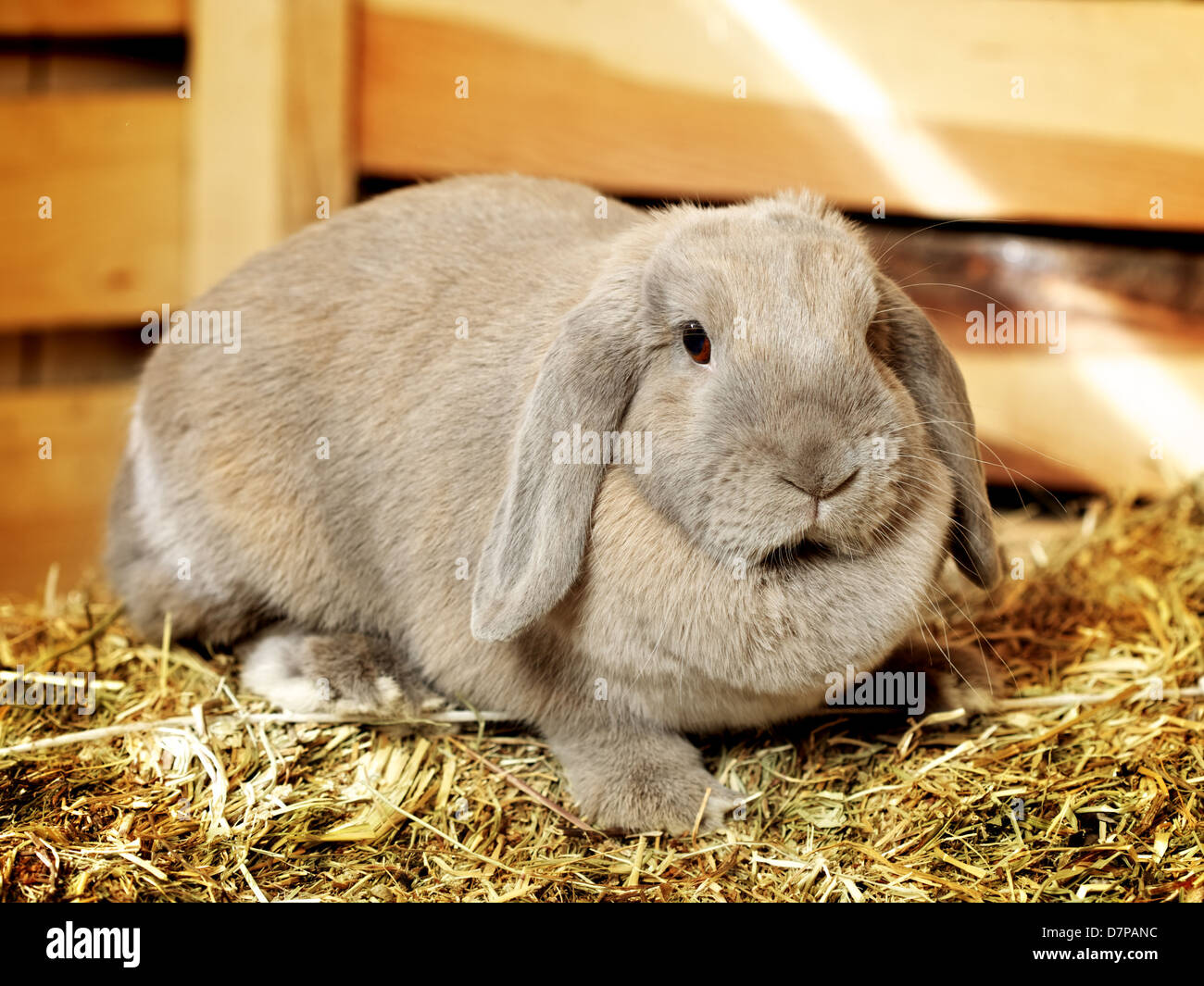 Dwarf lop eared rabbit sitting hi-res stock photography and images - Alamy