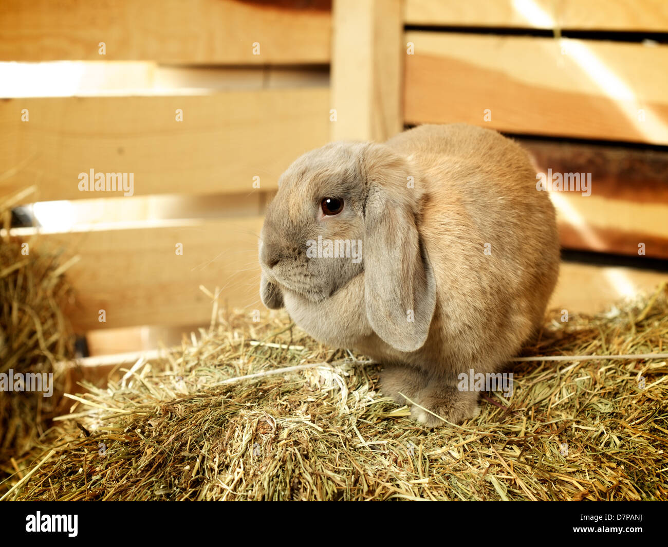 gray lop-earred rabbit on hayloft, close up Stock Photo - Alamy
