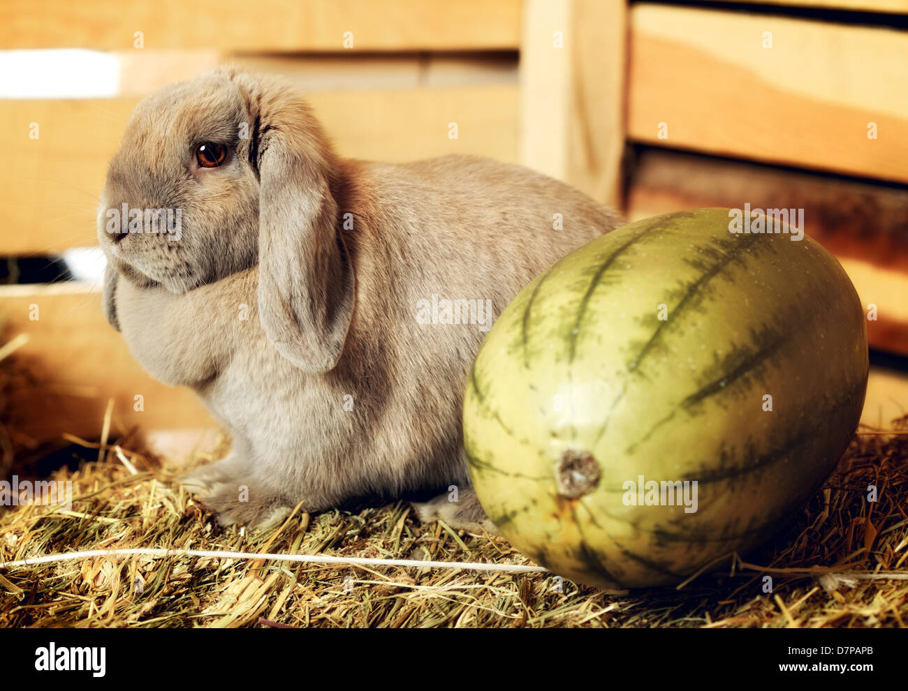 gray lop-earred rabbit on hayloft, rural scene Stock Photo - Alamy