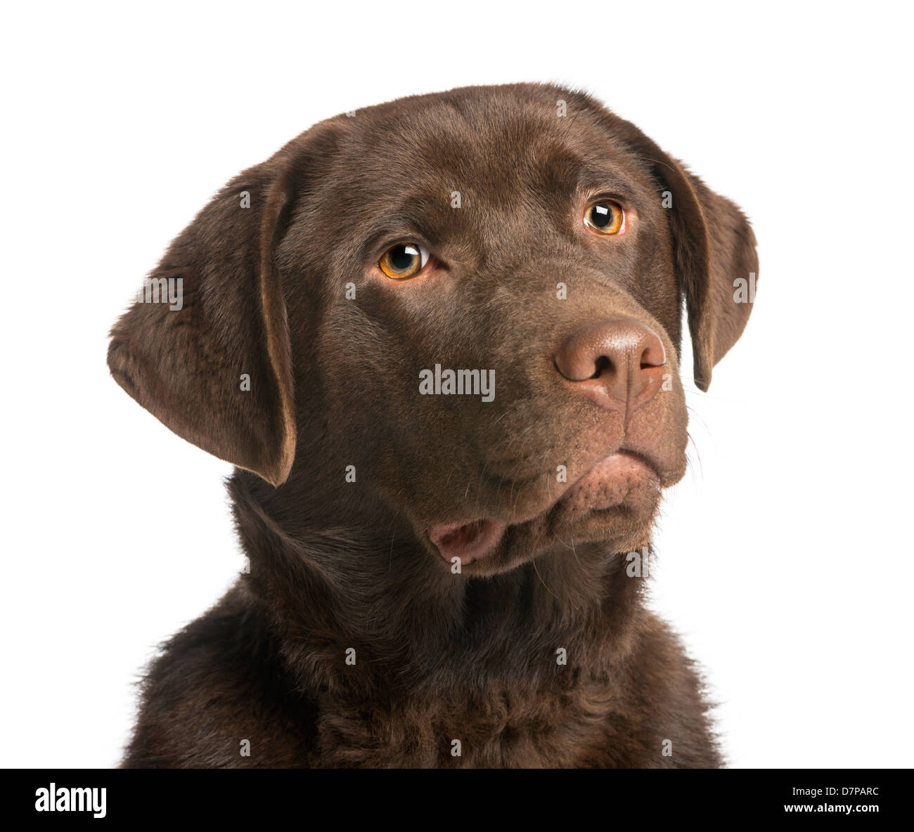 Close-up of a Chocolate Labrador, 7 months old, against white ...