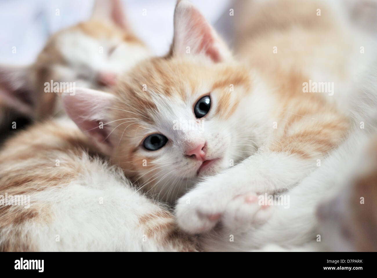 sweet kitty look at camera, close-up face Stock Photo - Alamy
