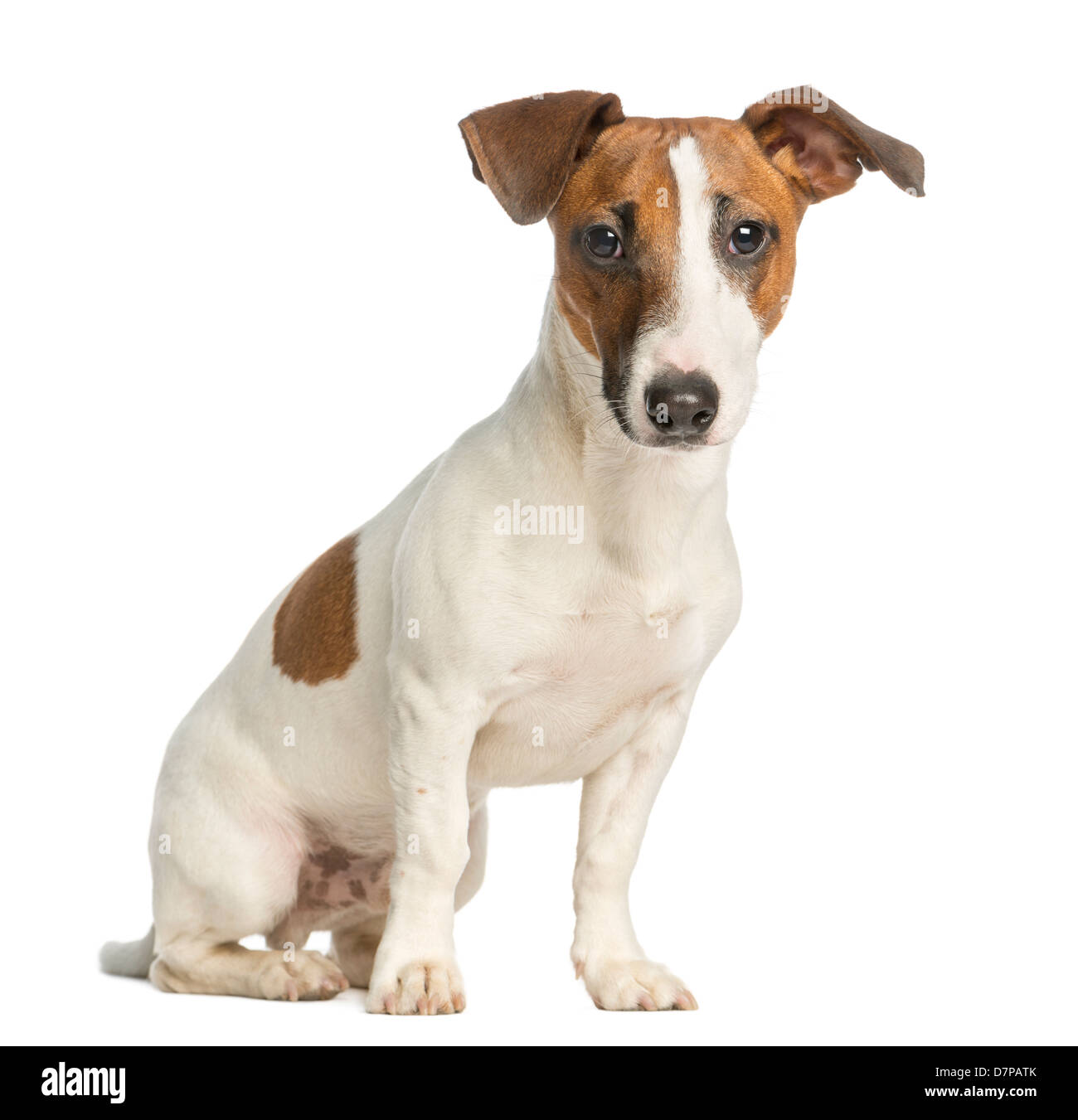 Jack Russell Terrier sitting against white background Stock Photo - Alamy