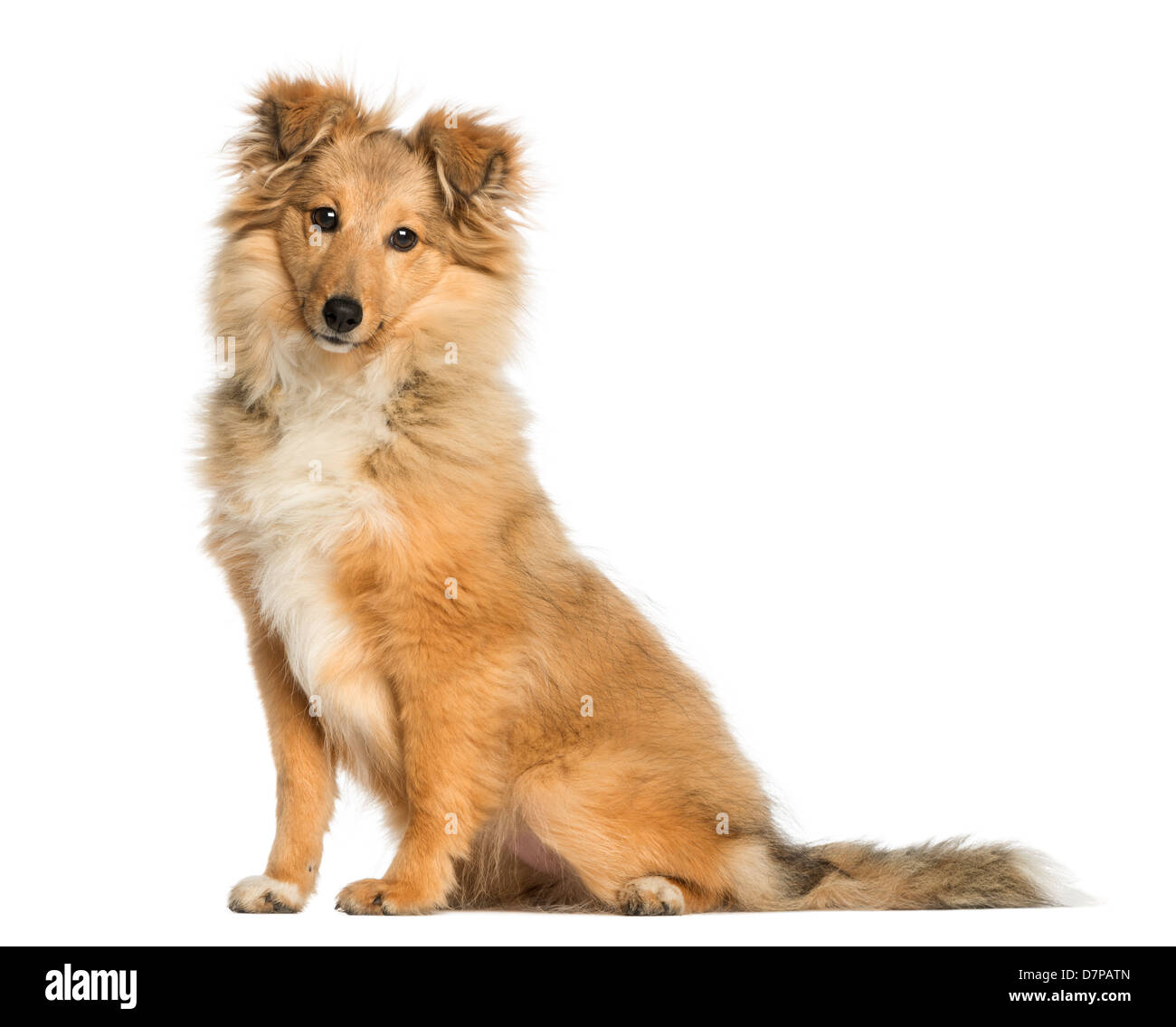 Front portrait sitting border Cut Out Stock Images & Pictures - Alamy