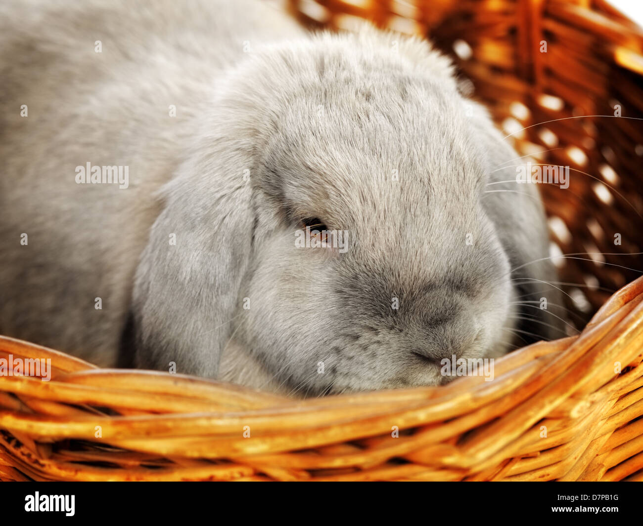 gray lop-earred rabbit in wicker basket, close up Stock Photo - Alamy