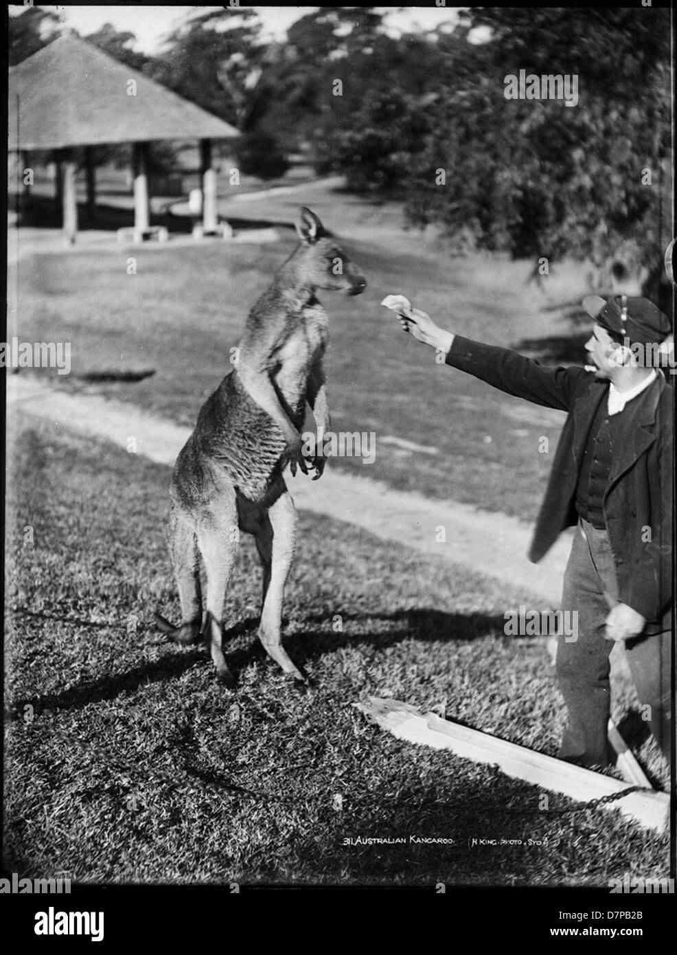 Australian kangaroo Black and White Stock Photos & Images - Alamy