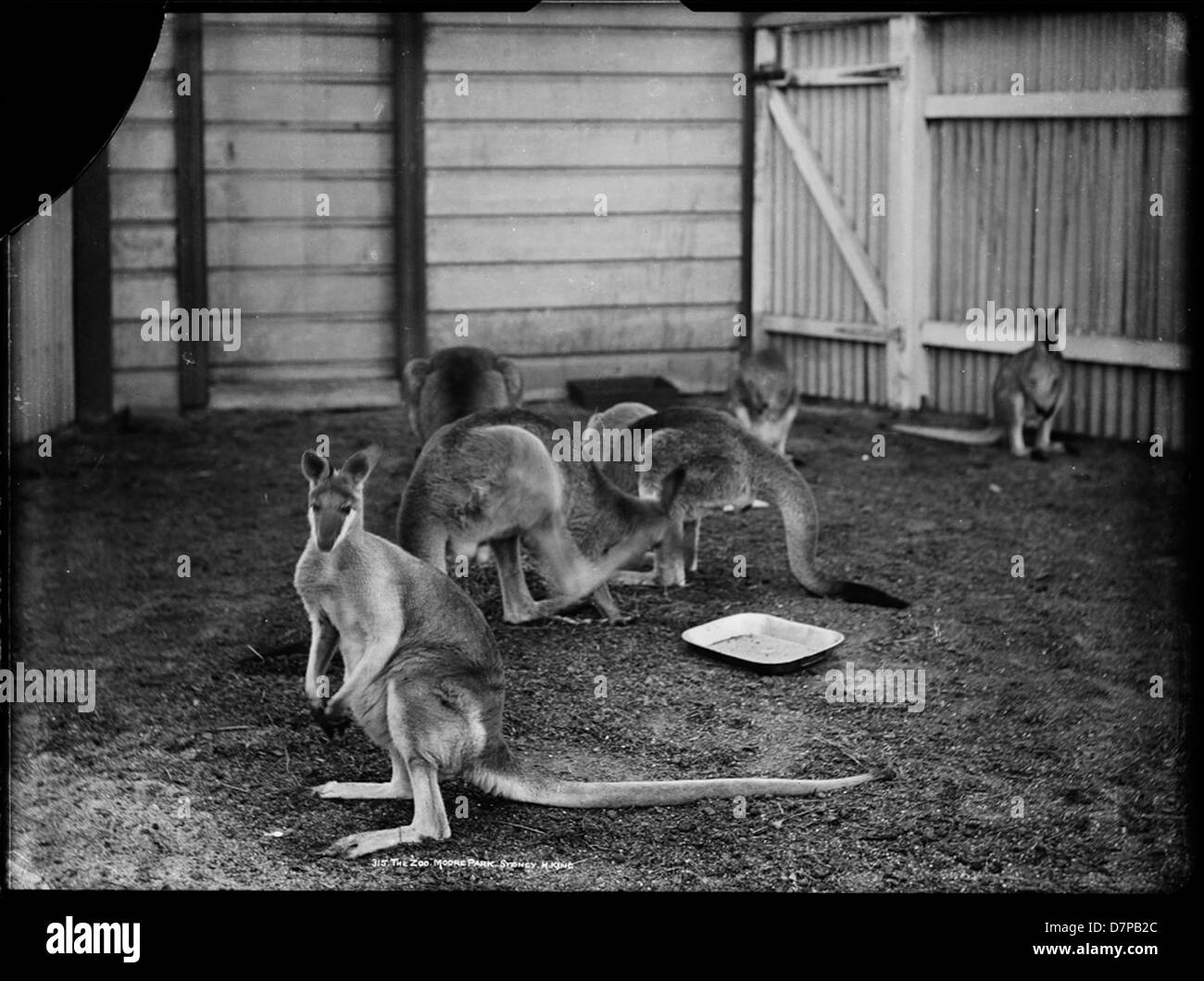 The Zoo, Moore Park, Sydney Stock Photo - Alamy