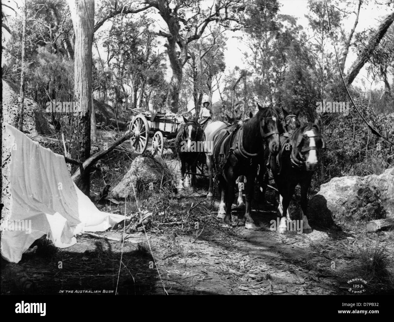 Photo of australian bush hi-res stock photography and images - Alamy