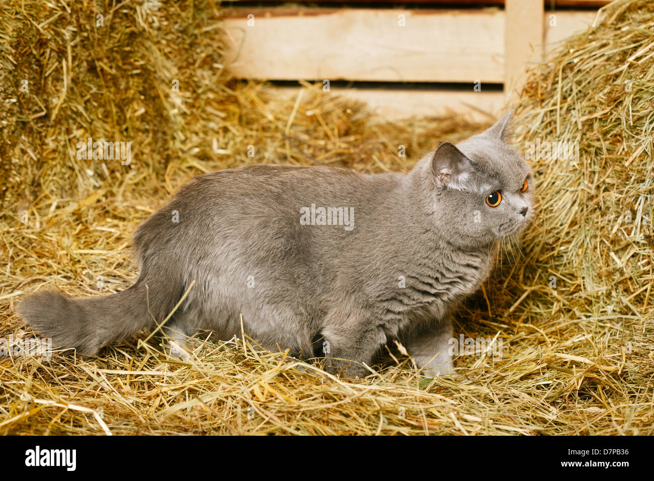 funny blue british shorthair cat on hayloft Stock Photo - Alamy
