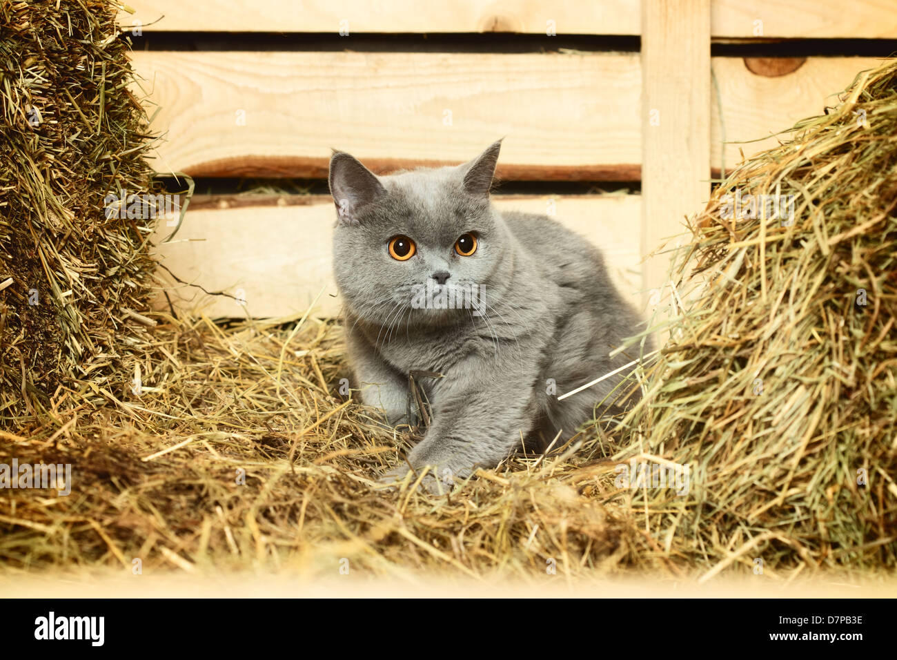 funny blue british shorthair cat on hayloft Stock Photo - Alamy