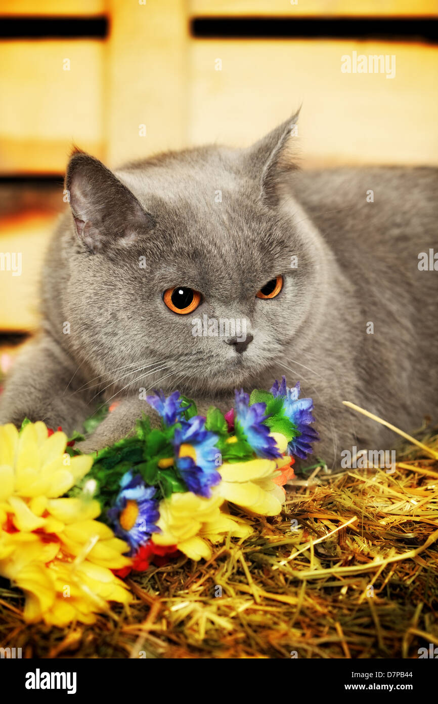 funny blue british shorthair cat on hayloft Stock Photo - Alamy
