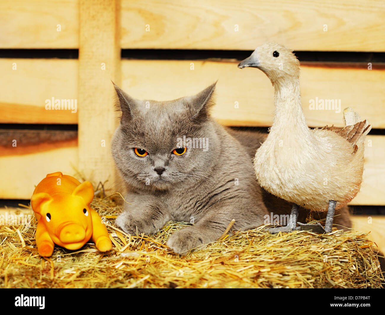 funny blue british shorthair cat on hayloft Stock Photo - Alamy