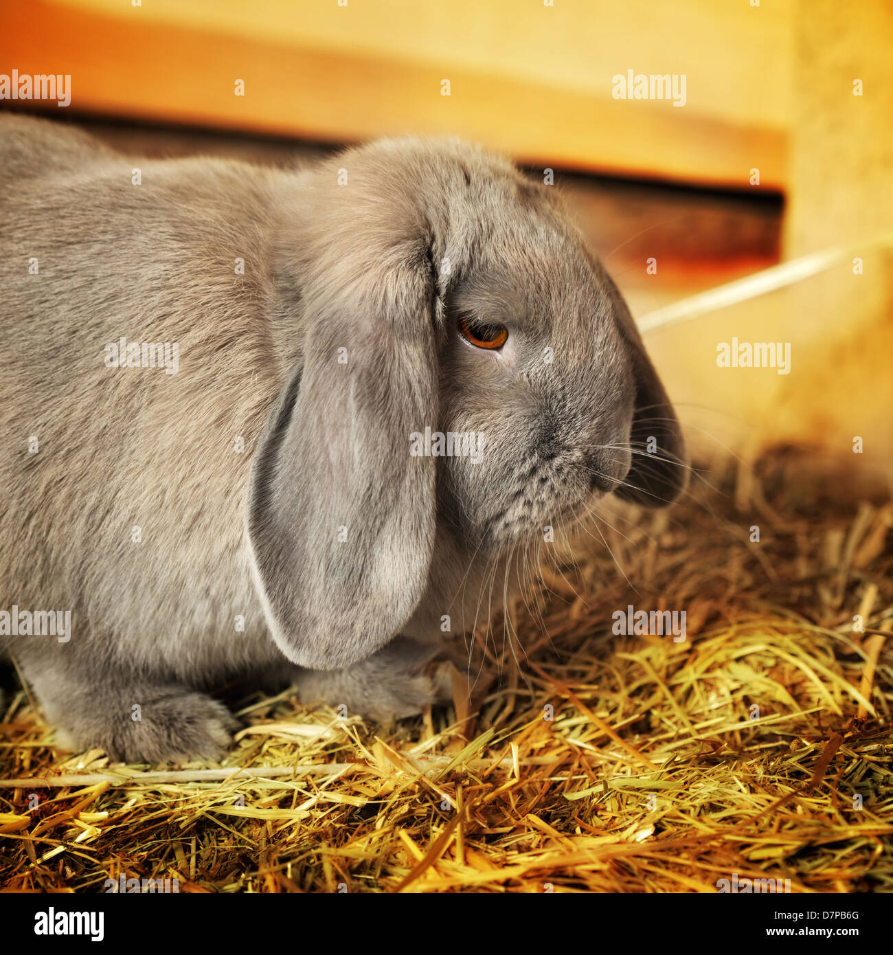 gray lop-earred rabbit on hayloft, close up Stock Photo - Alamy