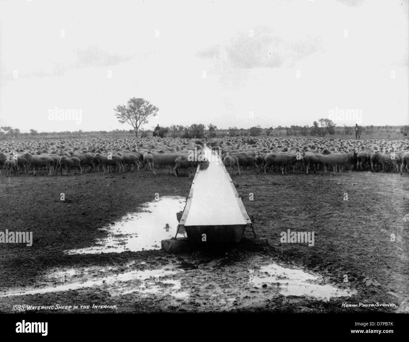 Watering trough sheep hi-res stock photography and images - Alamy