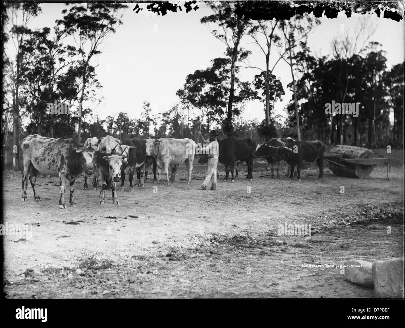 The image features a bullock team, a common sight in early Australian ...