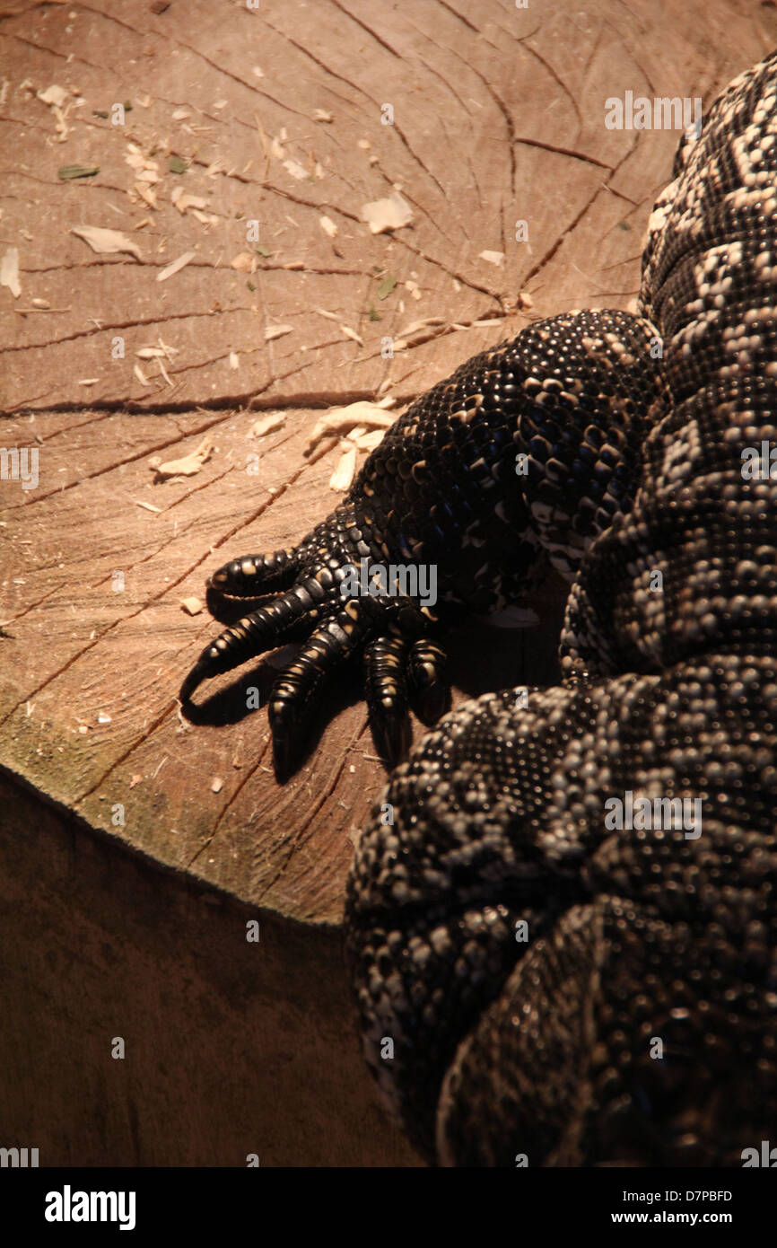 Monitor lizard standing hi-res stock photography and images - Alamy