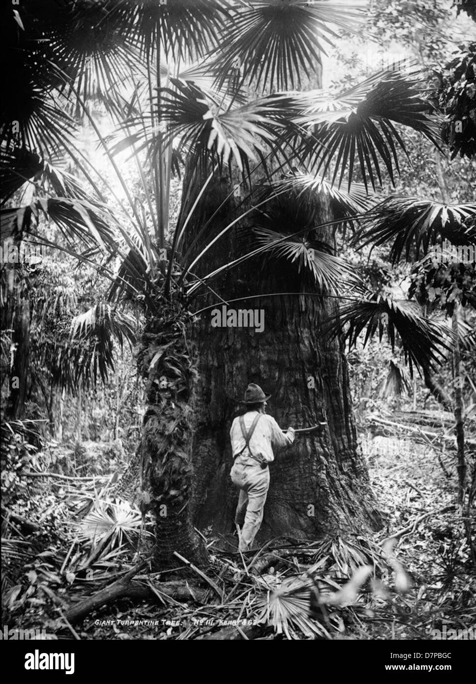 Identifier 29956 dc hi-res stock photography and images - Alamy