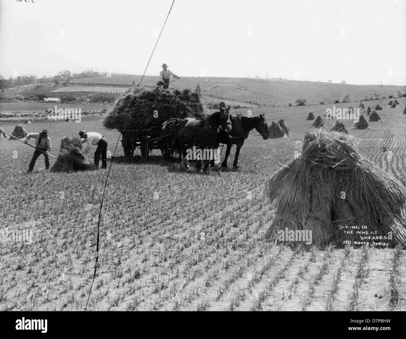 Sheaves of wheat hi-res stock photography and images - Alamy