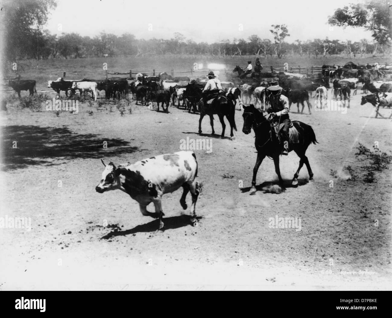The 'Cutting Out Cattle' image shows a historical scene of cattle ...