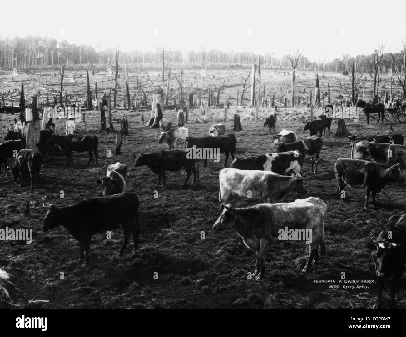 The Powerhouse Museum showcases the founding of a dairy farm ...
